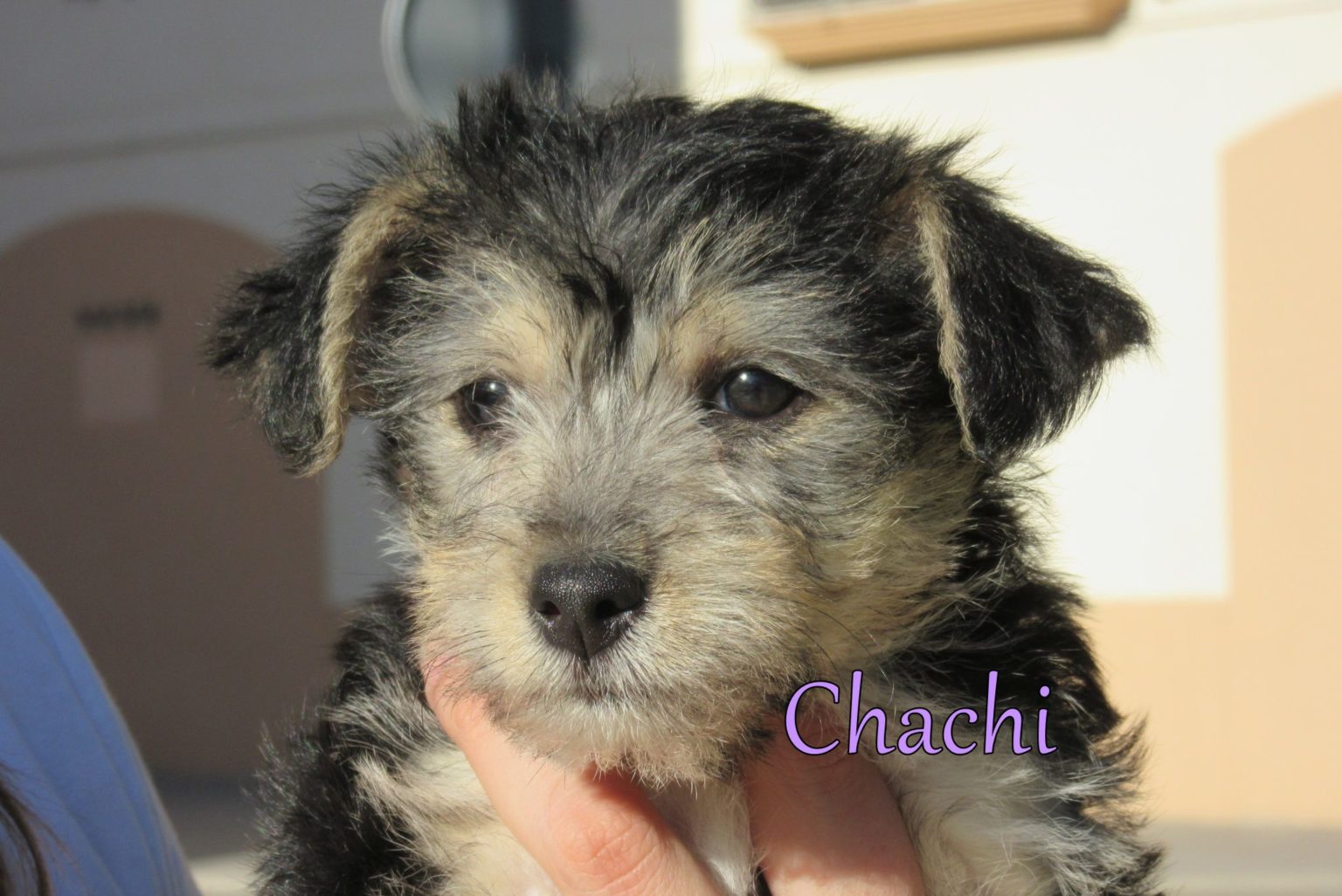 Chachi » Tierschutzverein SOS-Dogs e.V.