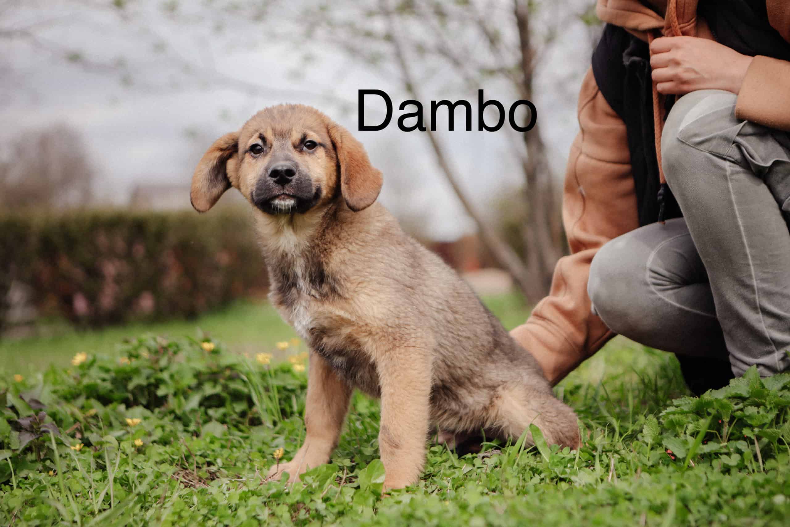 Dambo » Tierschutzverein SOS-Dogs e.V.