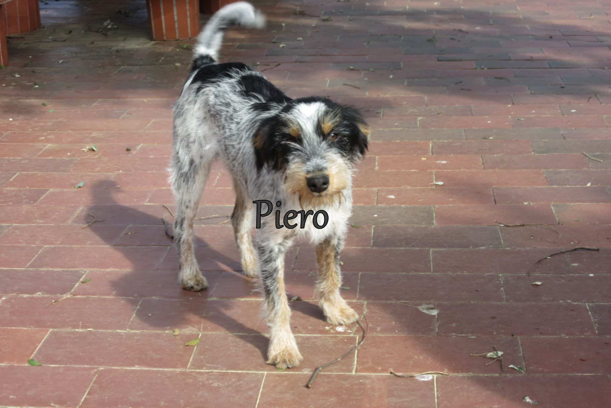 Piero » Tierschutzverein SOS-Dogs e.V.