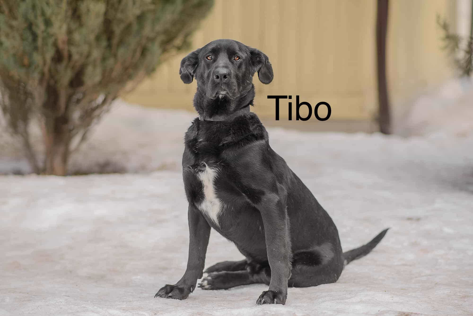 Tibo » Tierschutzverein SOS-Dogs e.V.