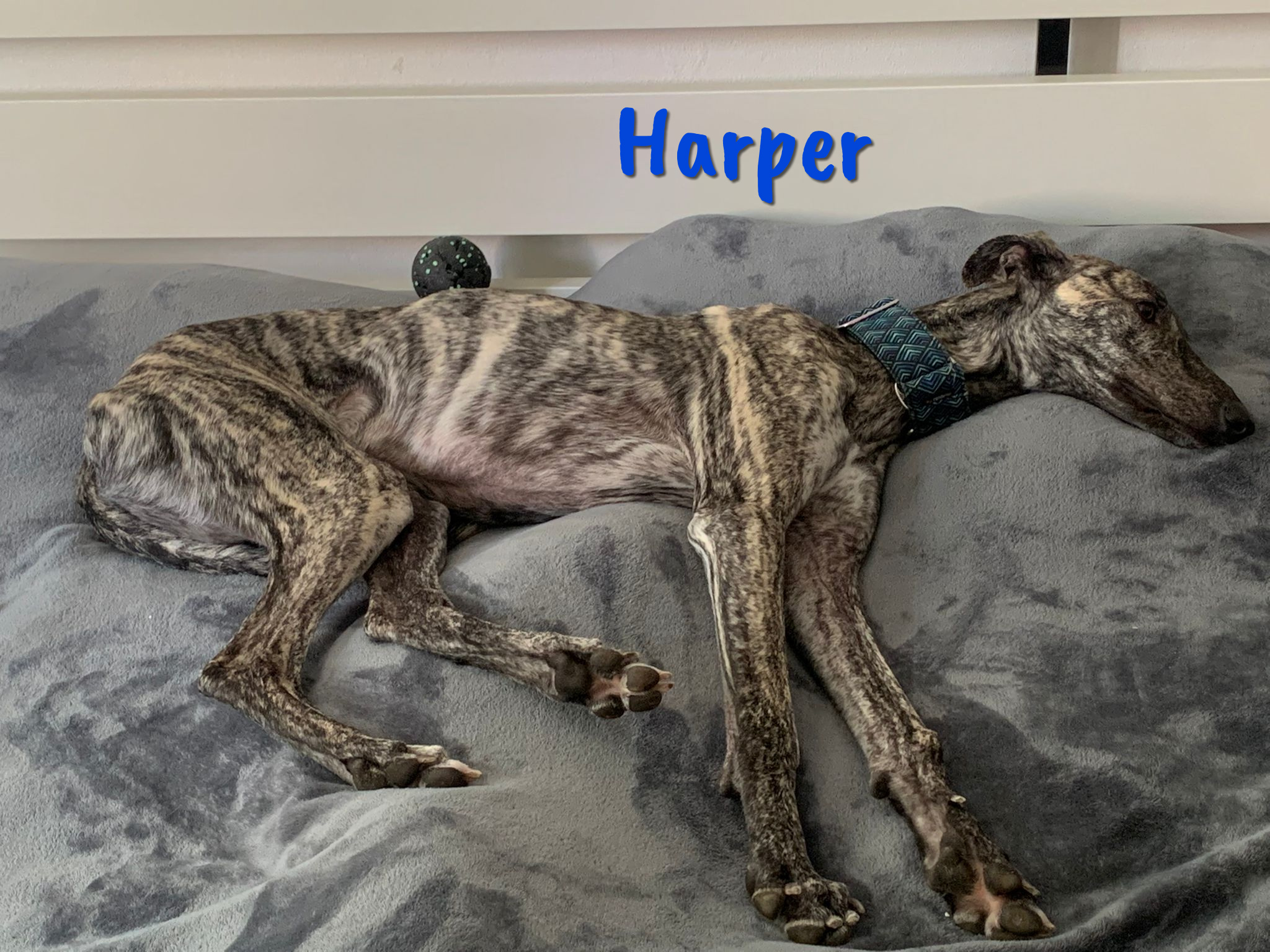 Harper » Tierschutzverein SOS-Dogs e.V.