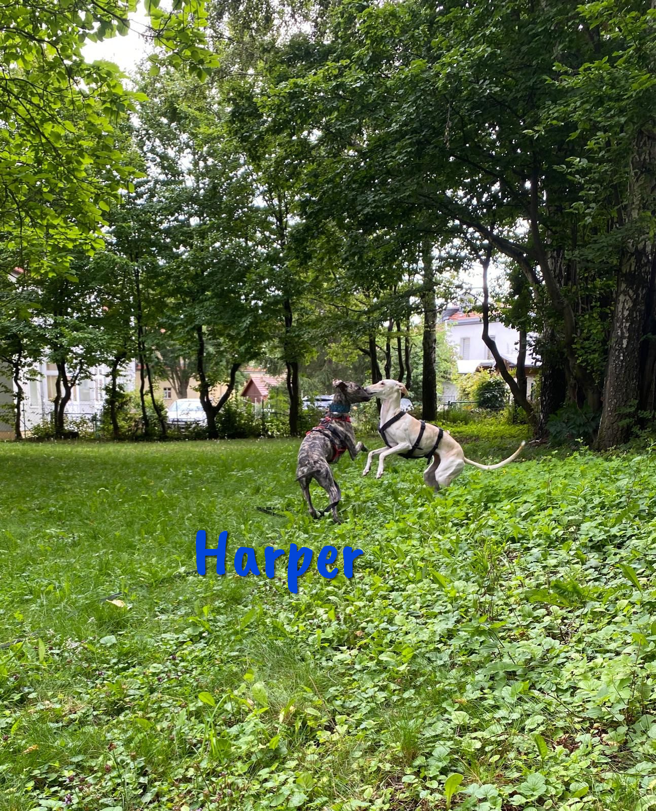 Harper » Tierschutzverein SOS-Dogs e.V.