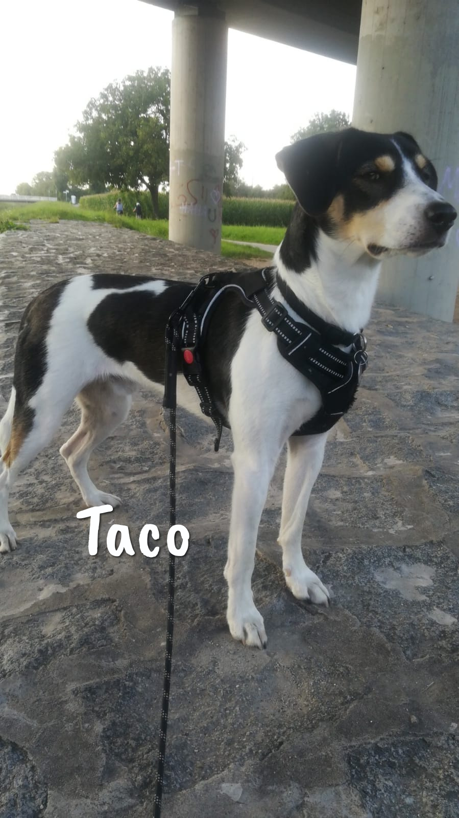 Taco » Tierschutzverein SOS-Dogs e.V.