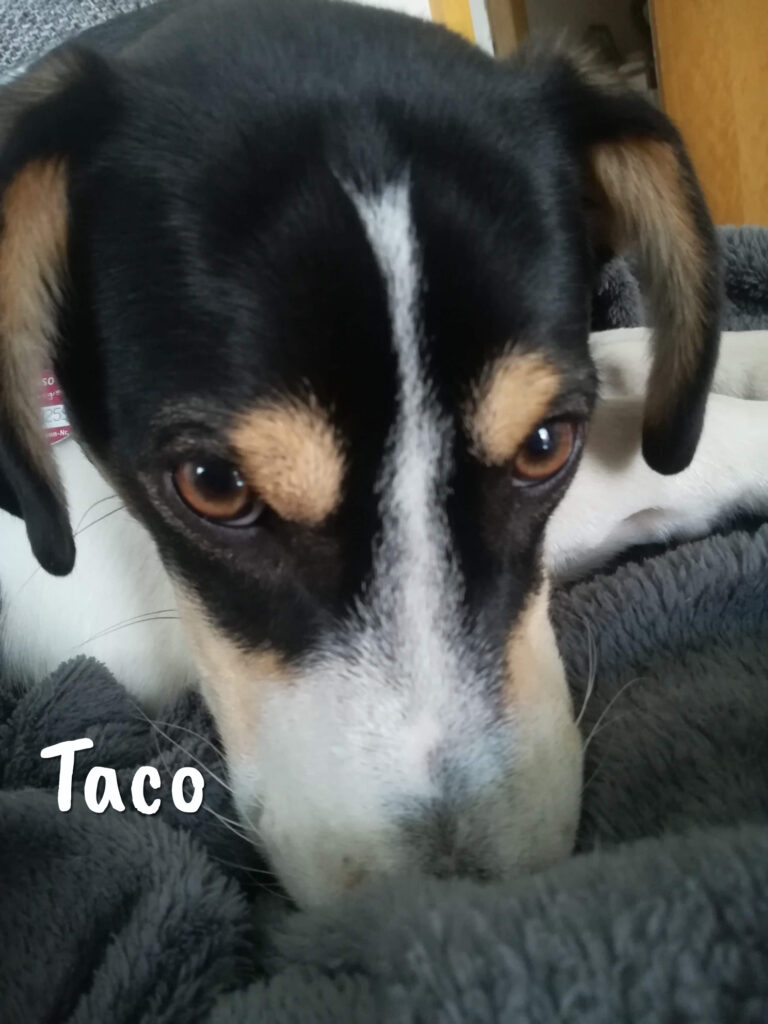 Taco » Tierschutzverein SOS-Dogs e.V.
