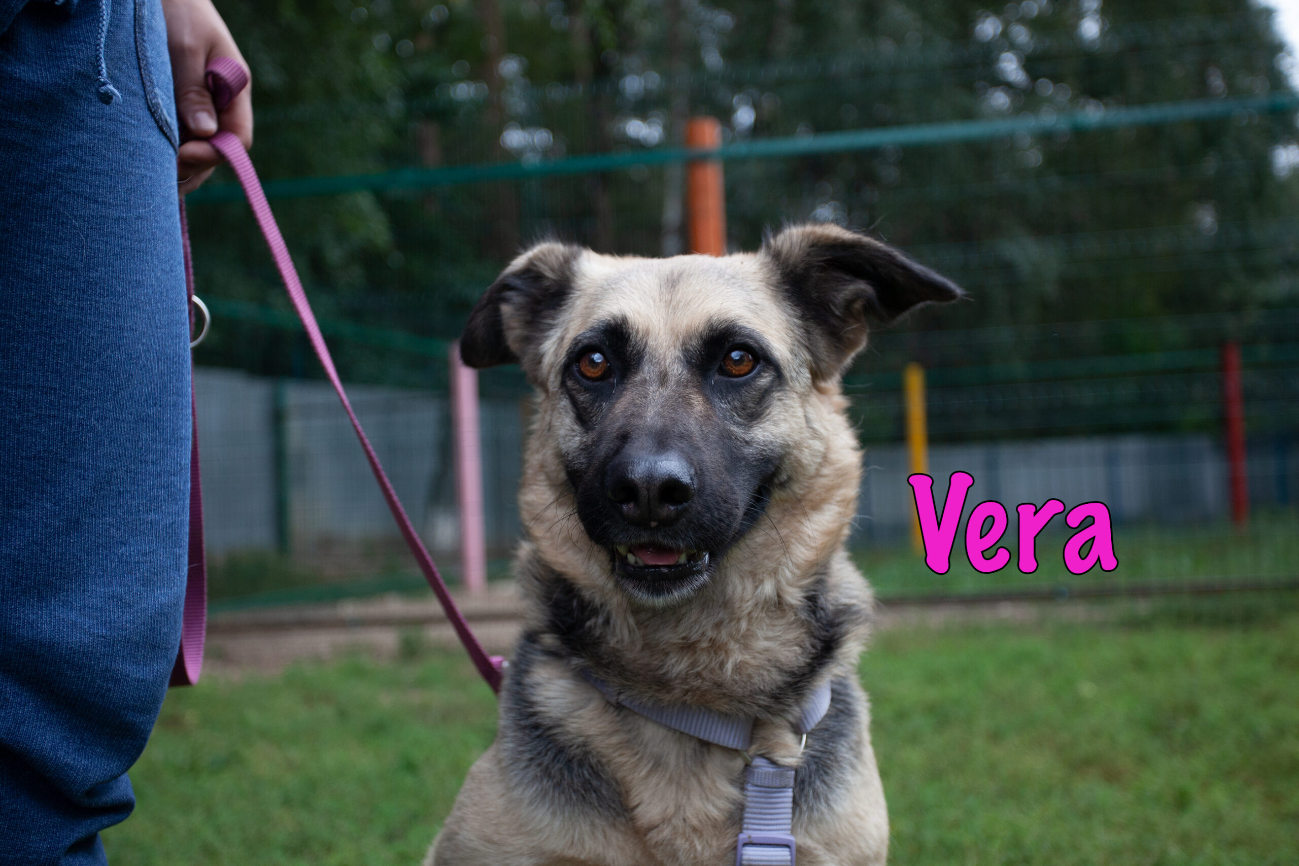 Vera » Tierschutzverein SOS-Dogs e.V.