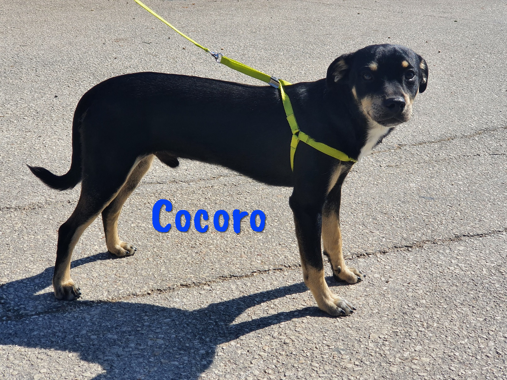 Cocoro » Tierschutzverein SOS-Dogs e.V.