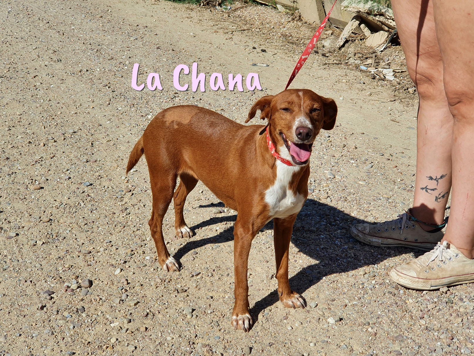 La Chana » Tierschutzverein SOS-Dogs e.V.