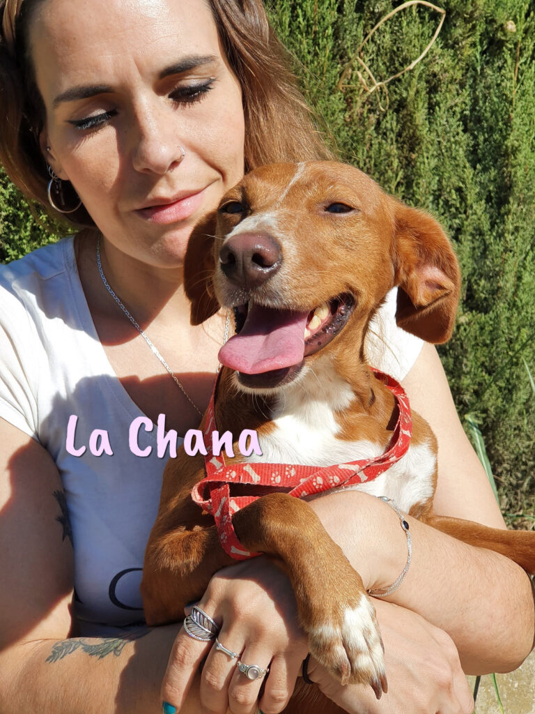 La Chana » Tierschutzverein SOS-Dogs e.V.
