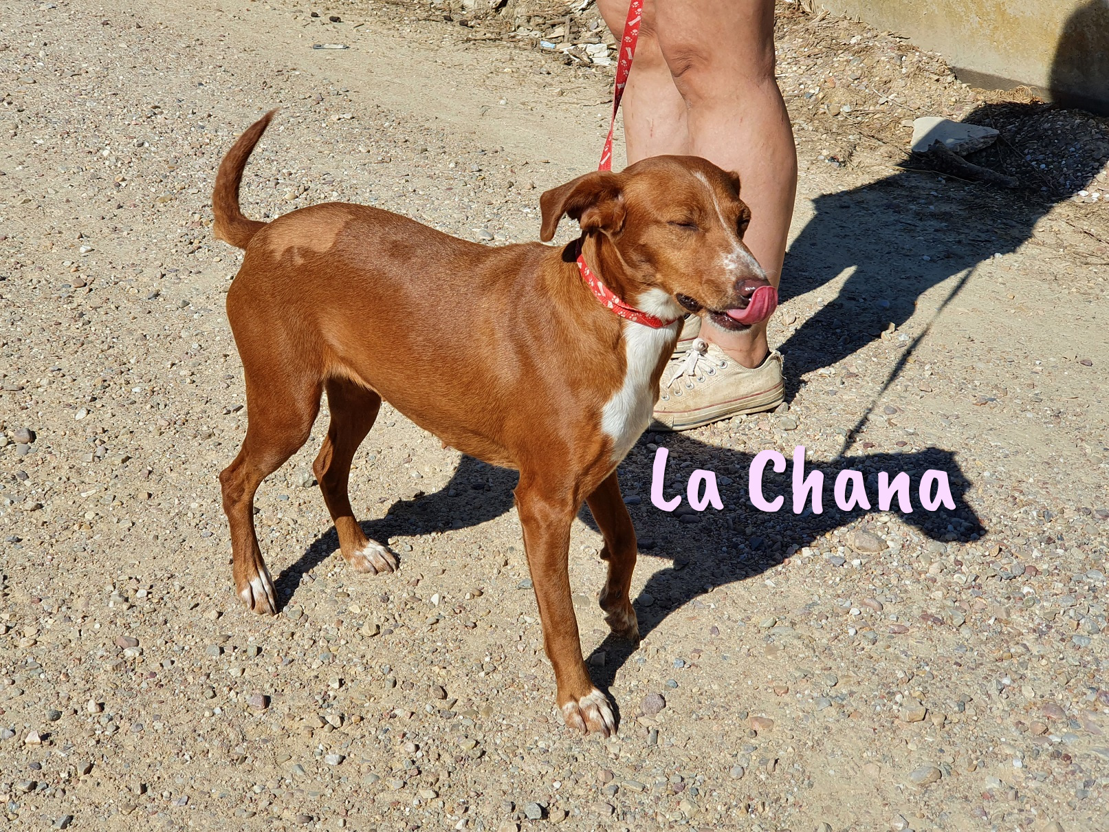 La Chana » Tierschutzverein SOS-Dogs e.V.