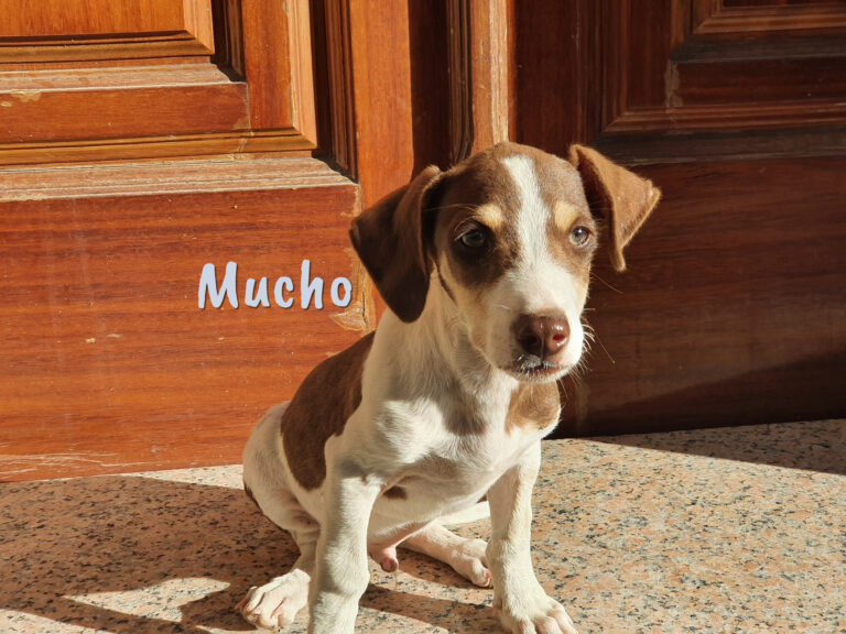 Mucho » Tierschutzverein SOS-Dogs e.V.