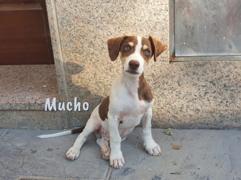 Mucho » Tierschutzverein SOS-Dogs e.V.