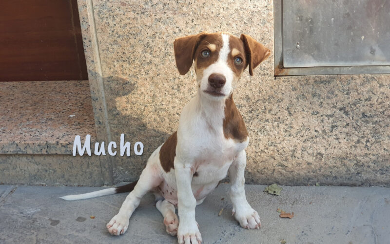 Mucho » Tierschutzverein SOS-Dogs e.V.