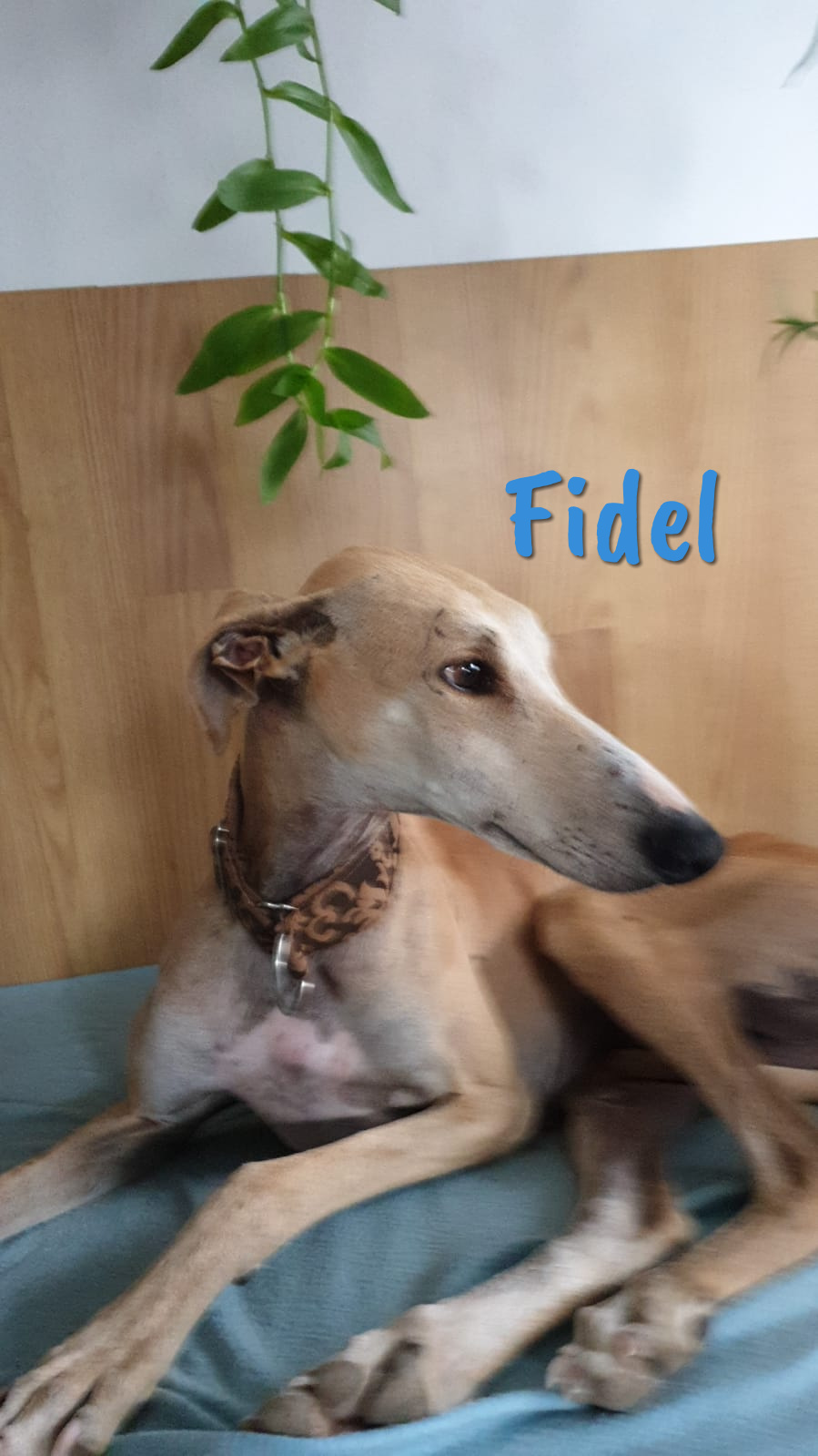 Fidel » Tierschutzverein SOS-Dogs e.V.