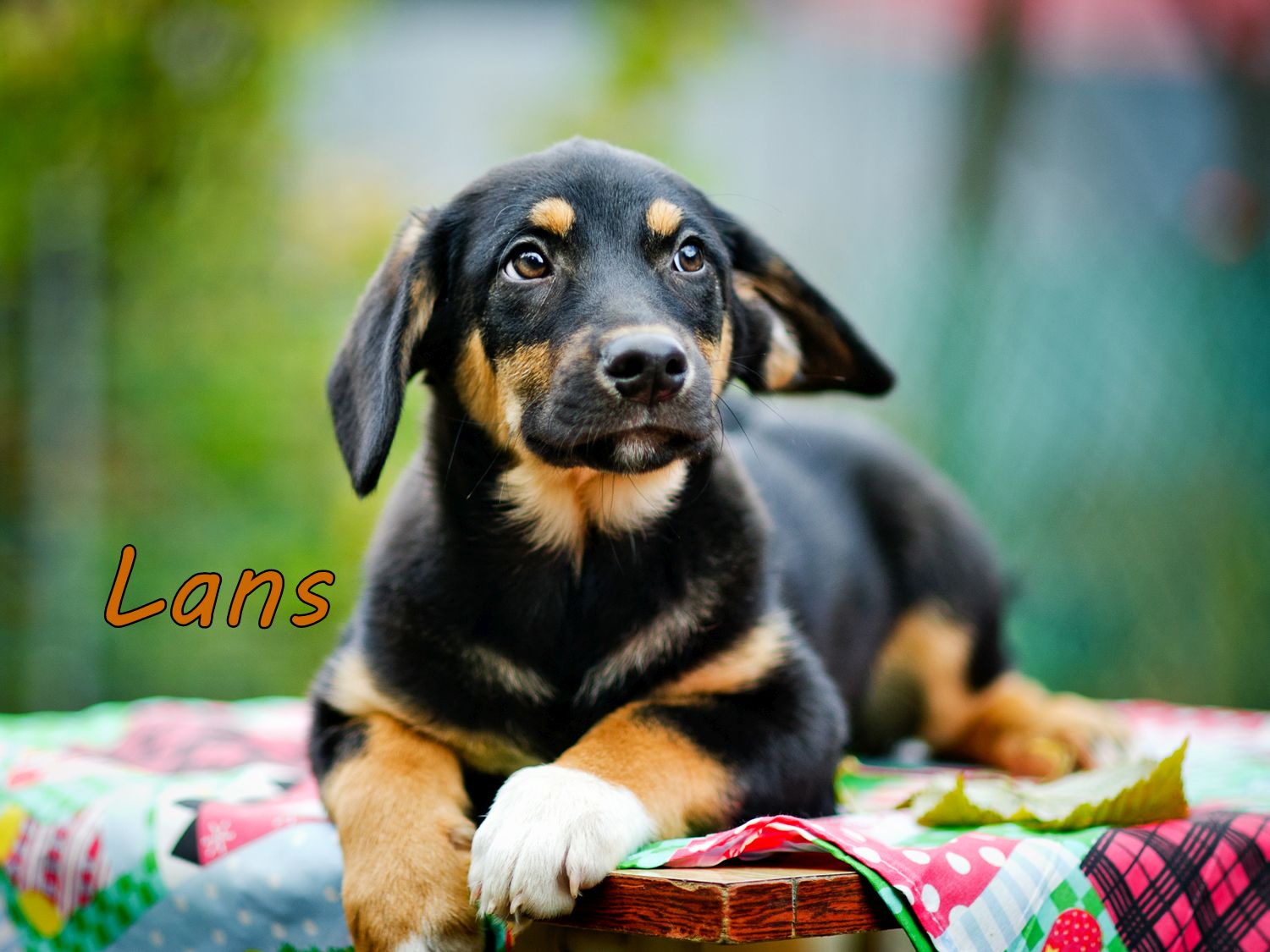 Lans » Tierschutzverein SOS-Dogs e.V.