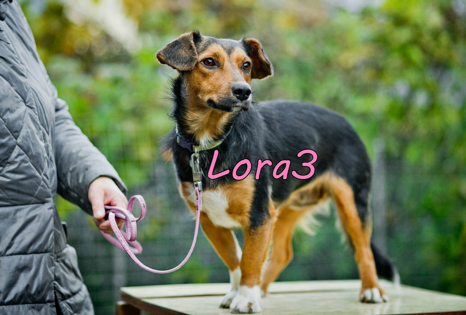 Lora3 » Tierschutzverein SOS-Dogs e.V.
