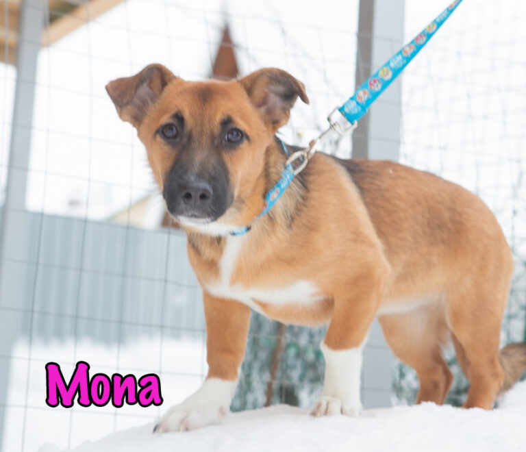 Mona » Tierschutzverein SOS-Dogs e.V.