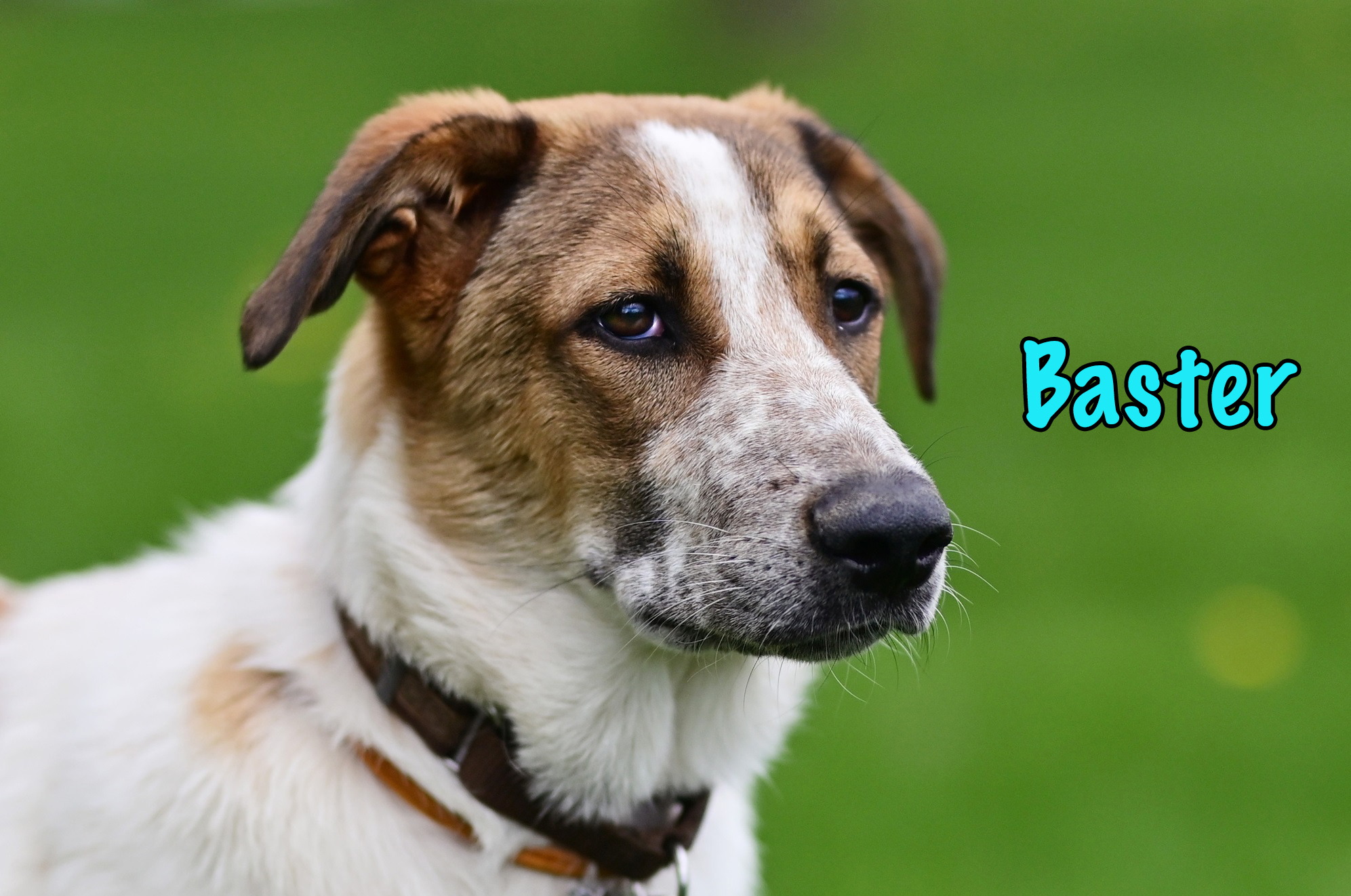 Baster » Tierschutzverein SOS-Dogs e.V.