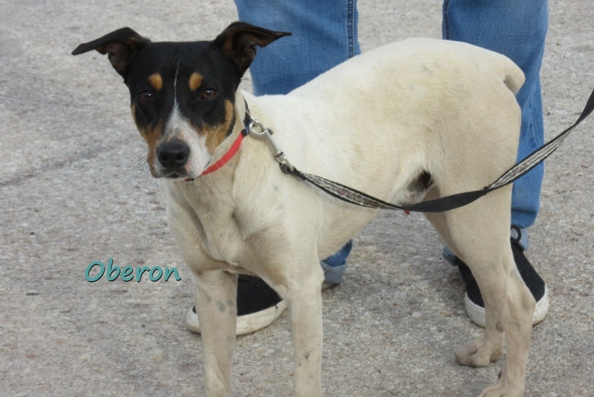 Oberon » Tierschutzverein SOS-Dogs e.V.