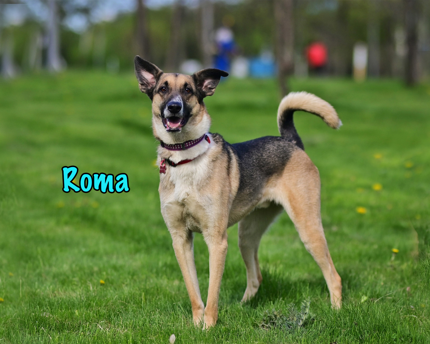 Roma » Tierschutzverein SOS-Dogs e.V.