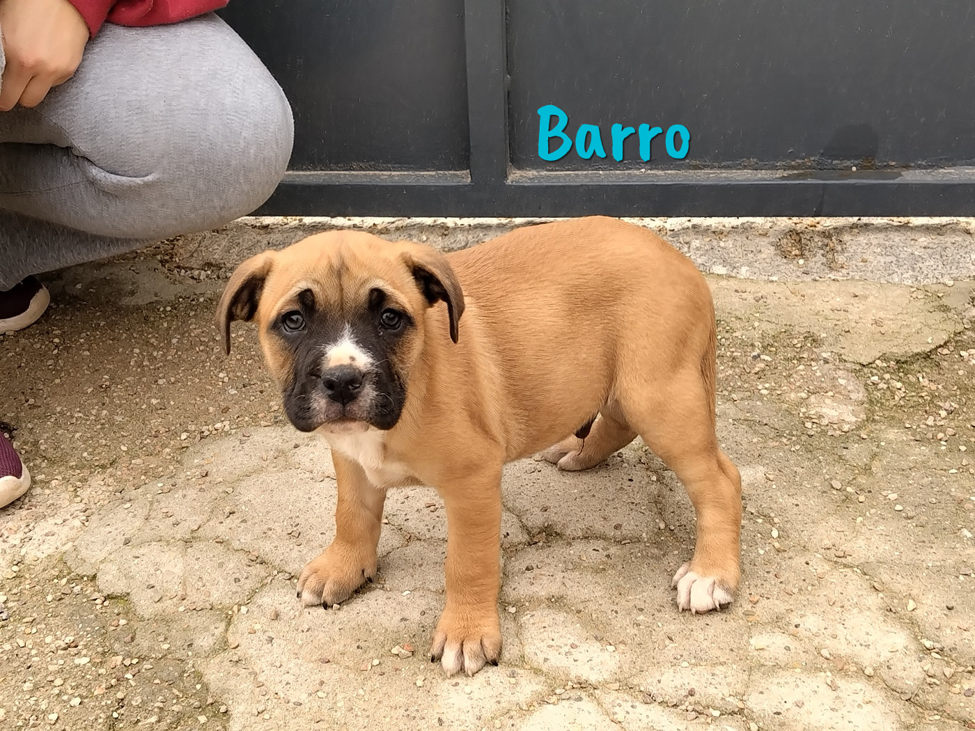 Barro » Tierschutzverein SOS-Dogs e.V.