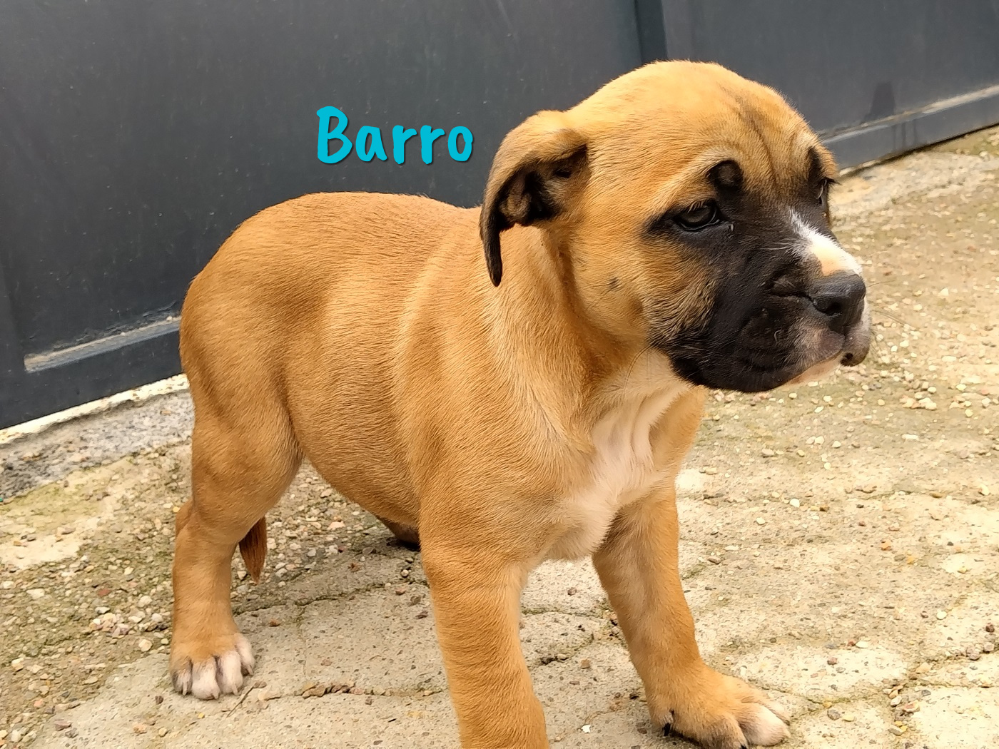 Barro » Tierschutzverein SOS-Dogs e.V.