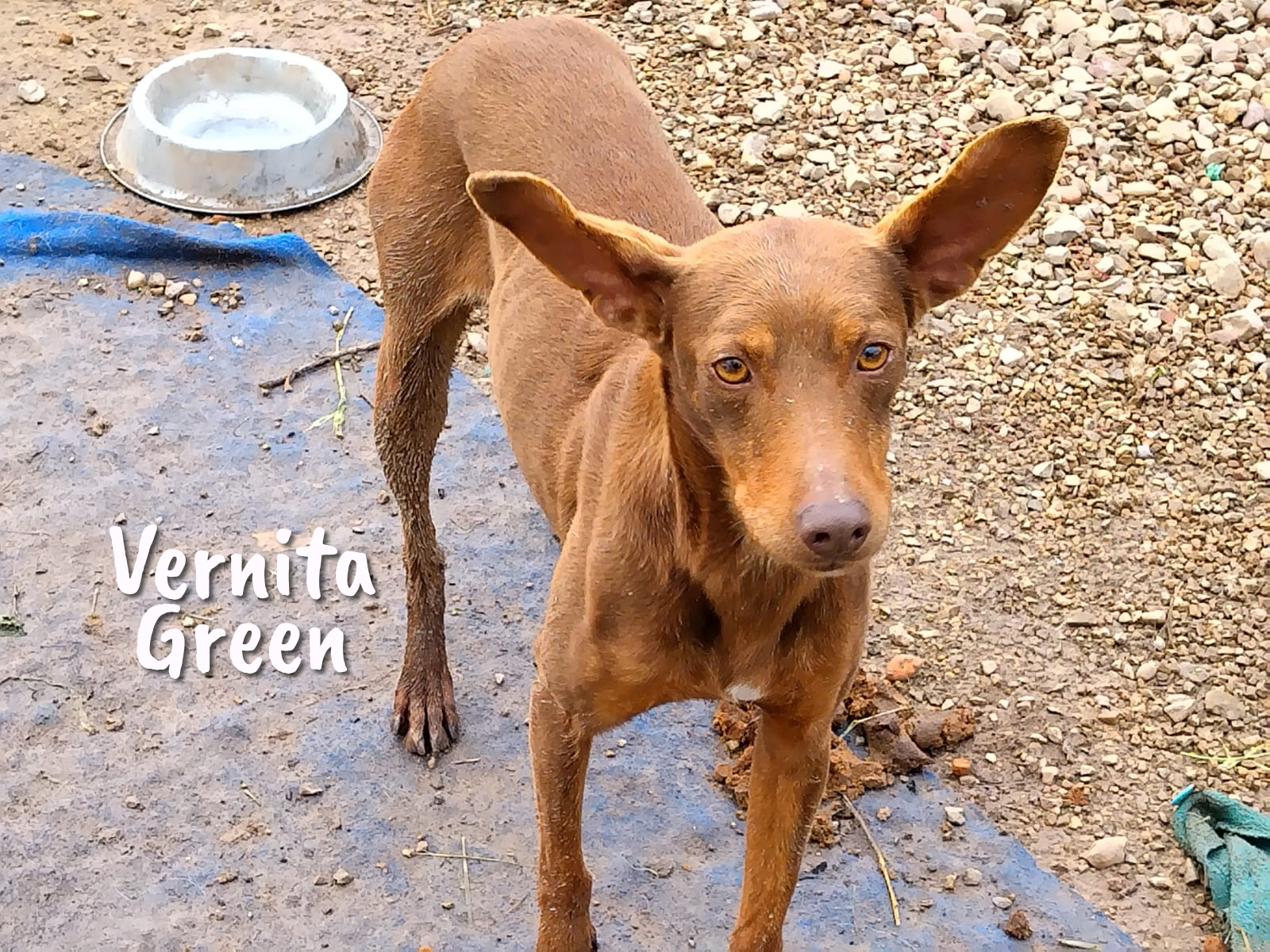 Vernita Green » Tierschutzverein SOS-Dogs e.V.