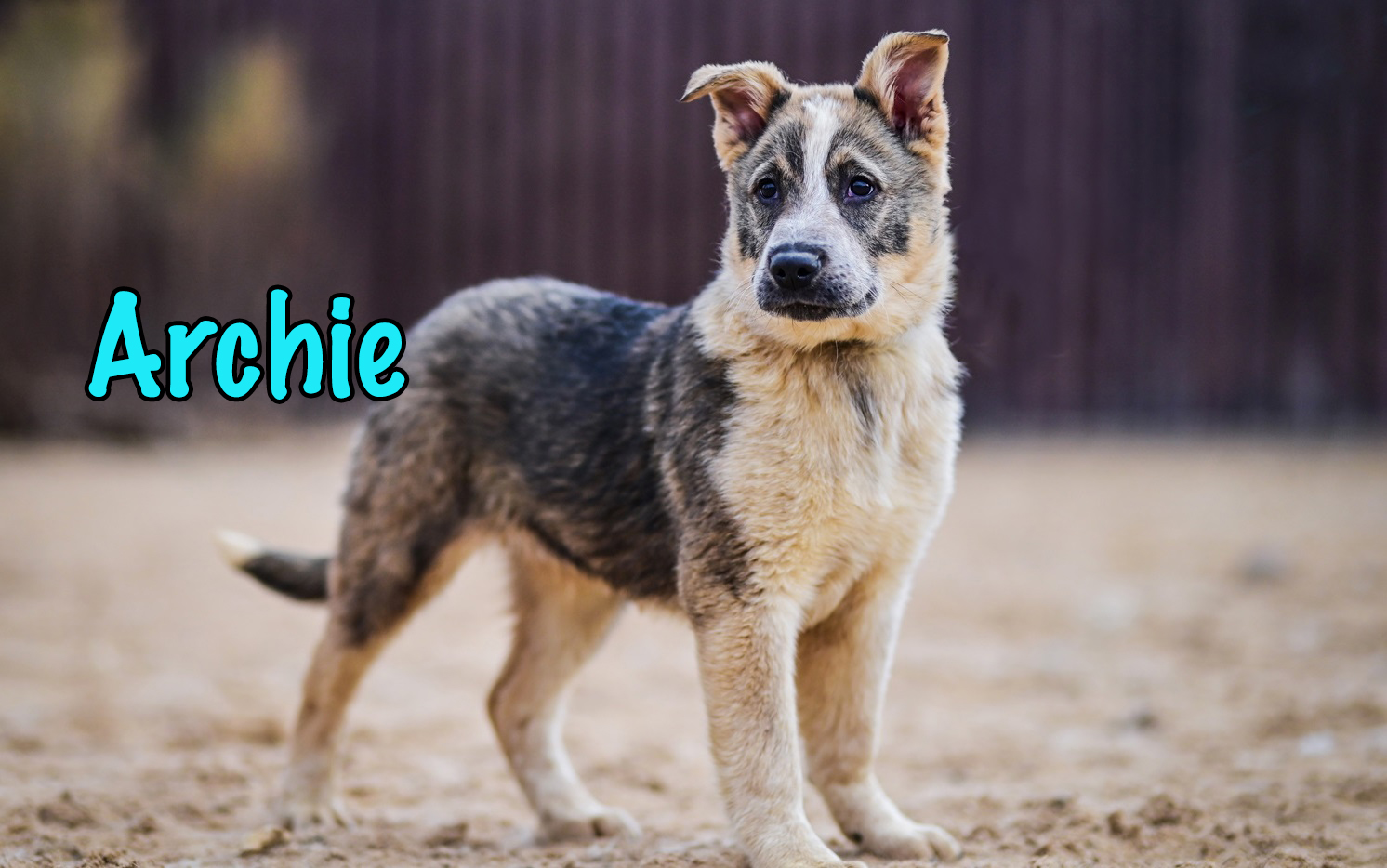 Archie » Tierschutzverein SOS-Dogs e.V.