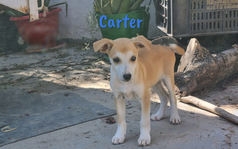 Carter » Tierschutzverein SOS-Dogs e.V.