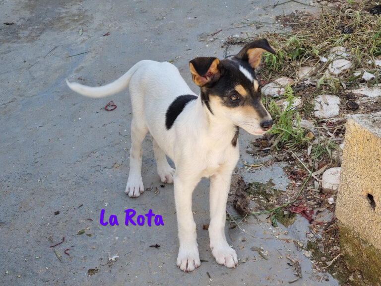 La Rota » Tierschutzverein SOS-Dogs e.V.