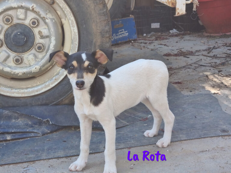 La Rota » Tierschutzverein SOS-Dogs e.V.