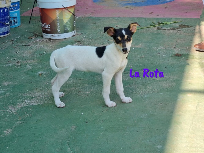 La Rota » Tierschutzverein SOS-Dogs e.V.