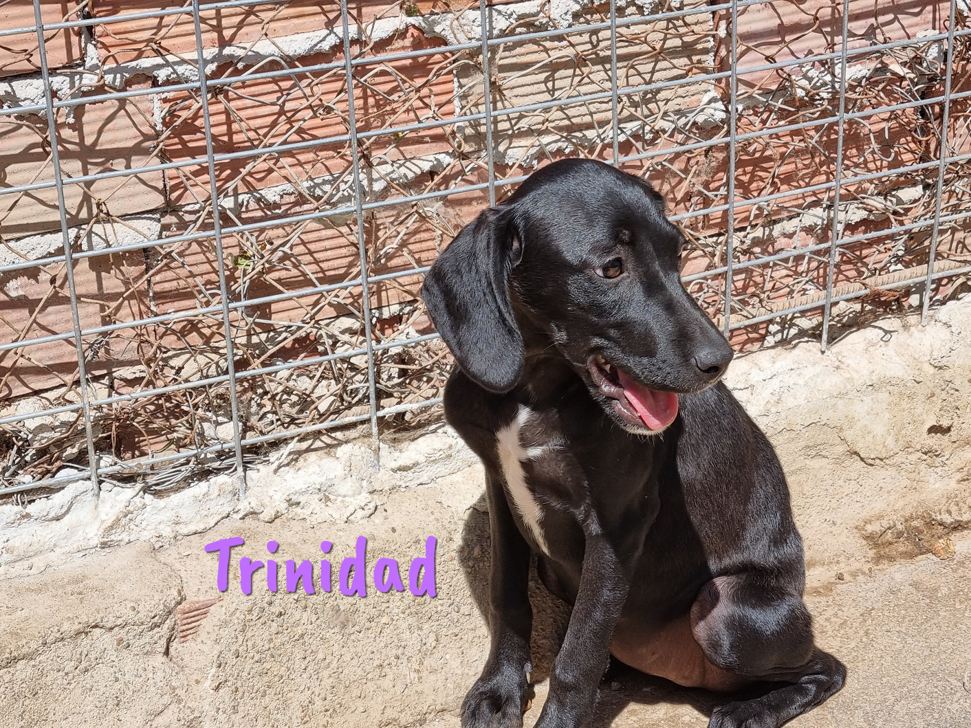 Trinidad » Tierschutzverein SOS-Dogs e.V.