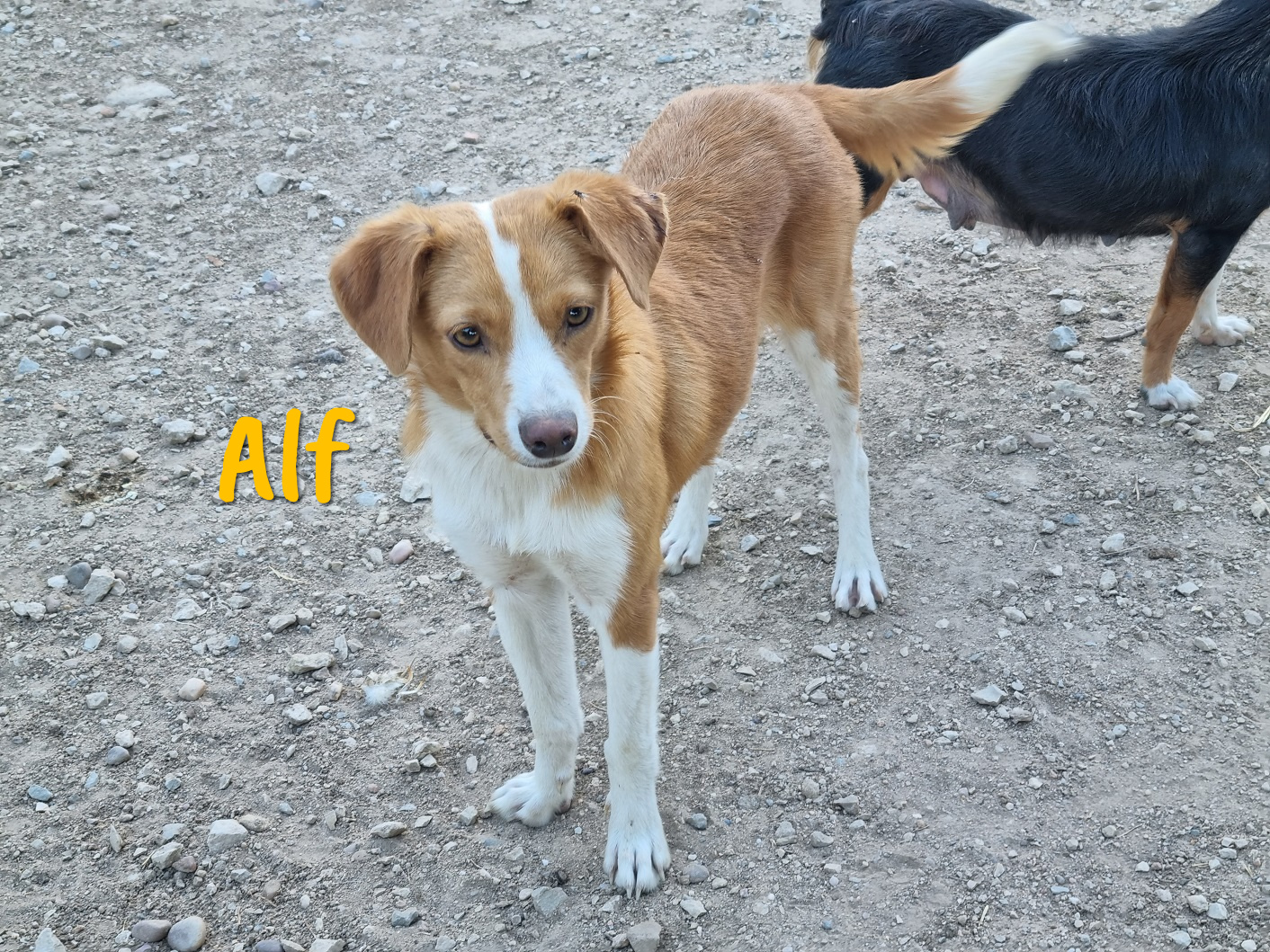 Alf » Tierschutzverein SOS-Dogs e.V.