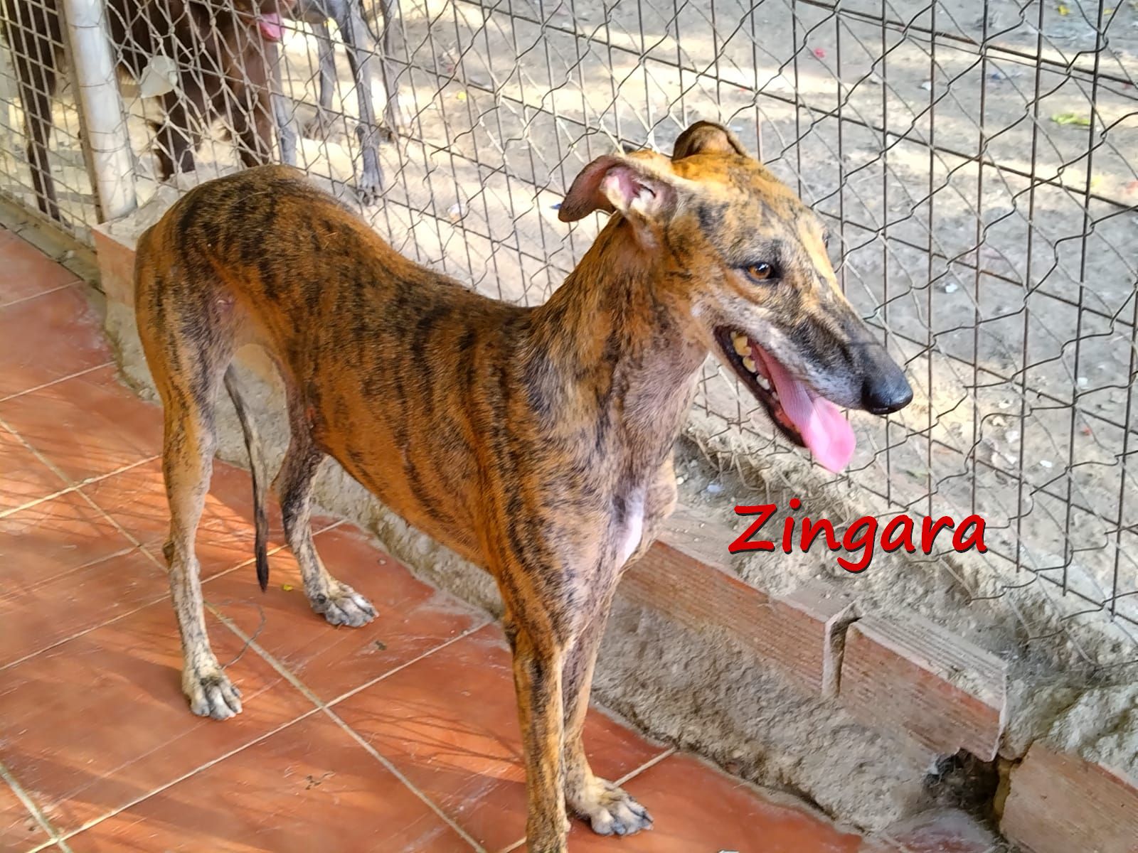 Zingara » Tierschutzverein SOS-Dogs e.V.