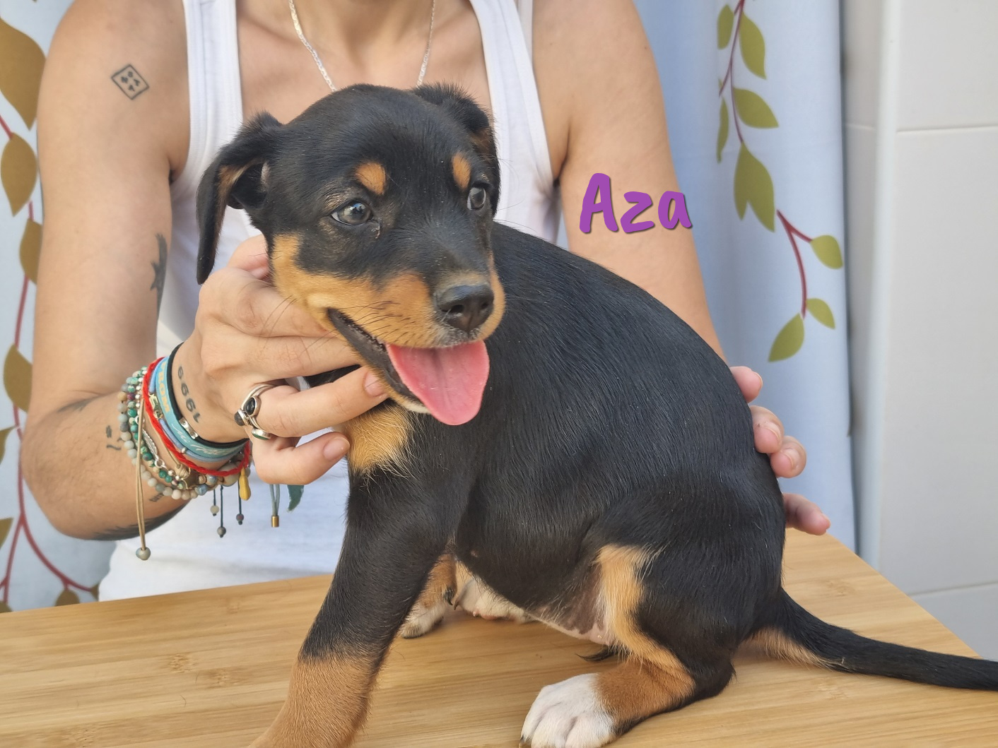 Aza » Tierschutzverein SOS-Dogs e.V.