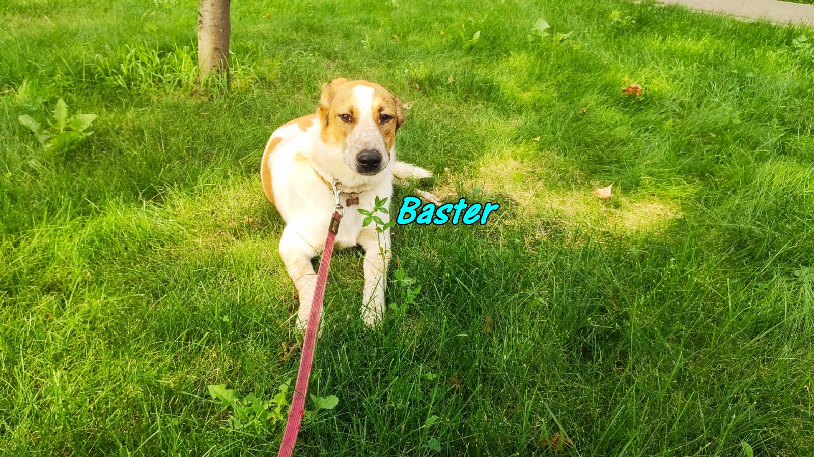 Baster » Tierschutzverein SOS-Dogs e.V.