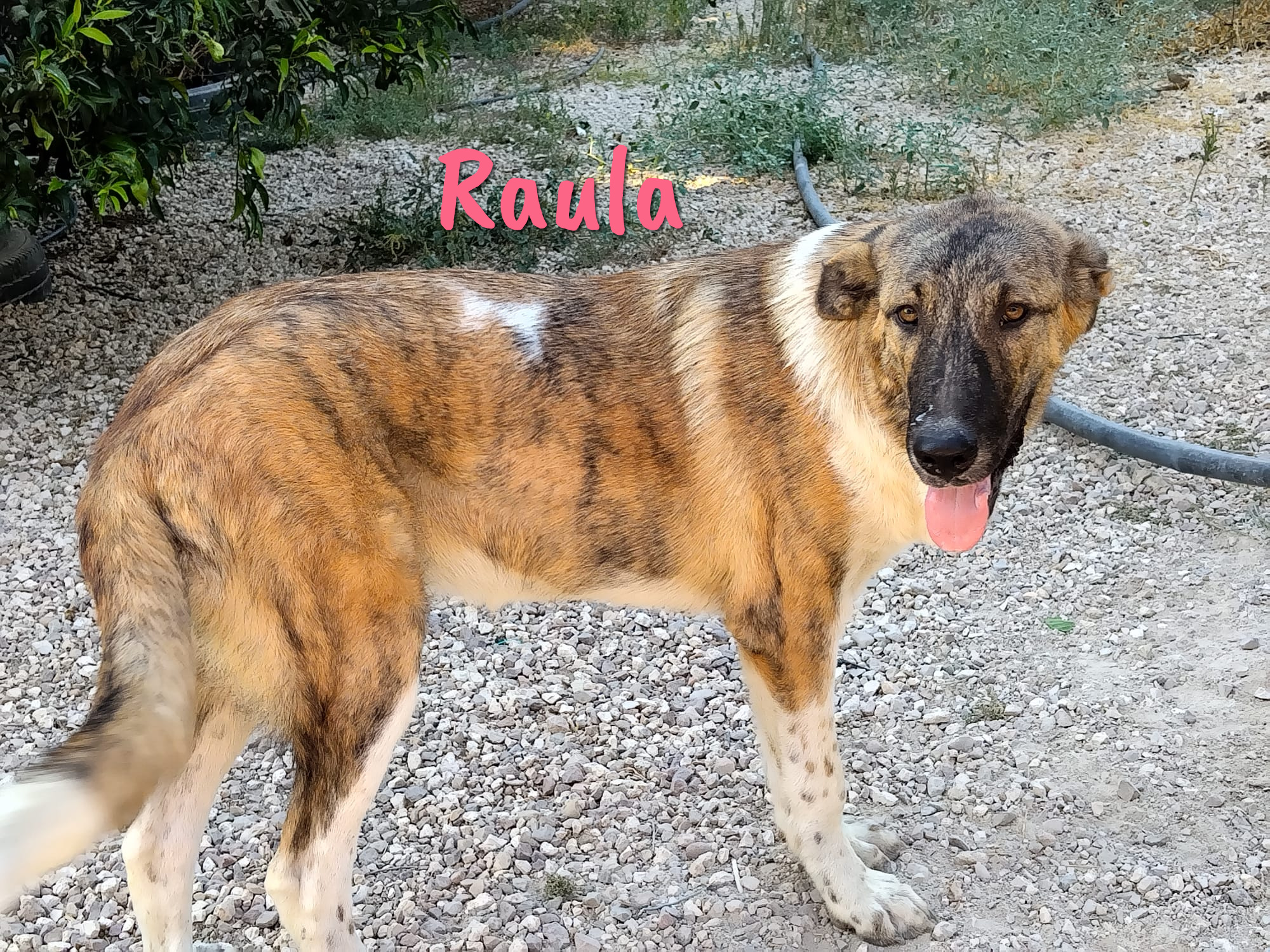 Raula » Tierschutzverein SOS-Dogs e.V.