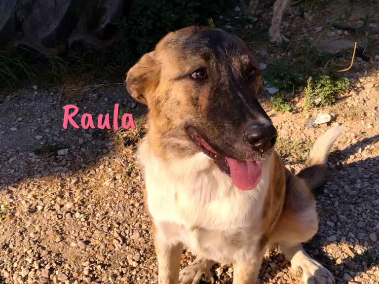 Raula » Tierschutzverein SOS-Dogs e.V.