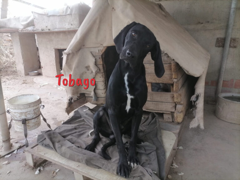 Tobago » Tierschutzverein SOS-Dogs e.V.