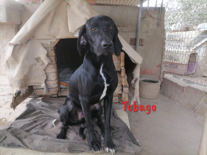 Tobago » Tierschutzverein SOS-Dogs e.V.