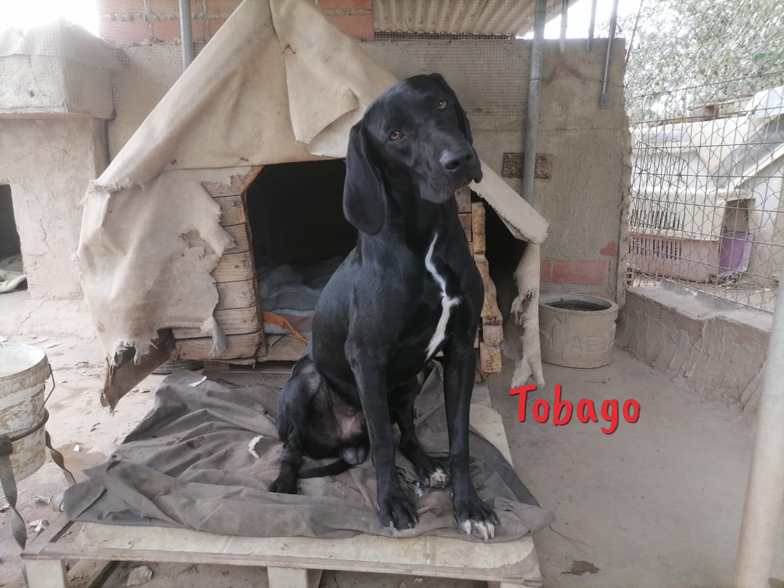 Tobago » Tierschutzverein SOS-Dogs e.V.