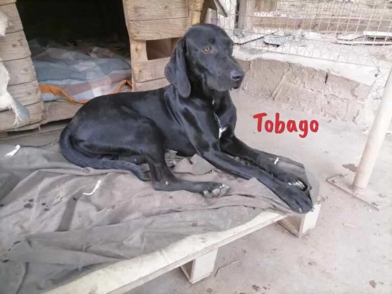 Tobago » Tierschutzverein SOS-Dogs e.V.