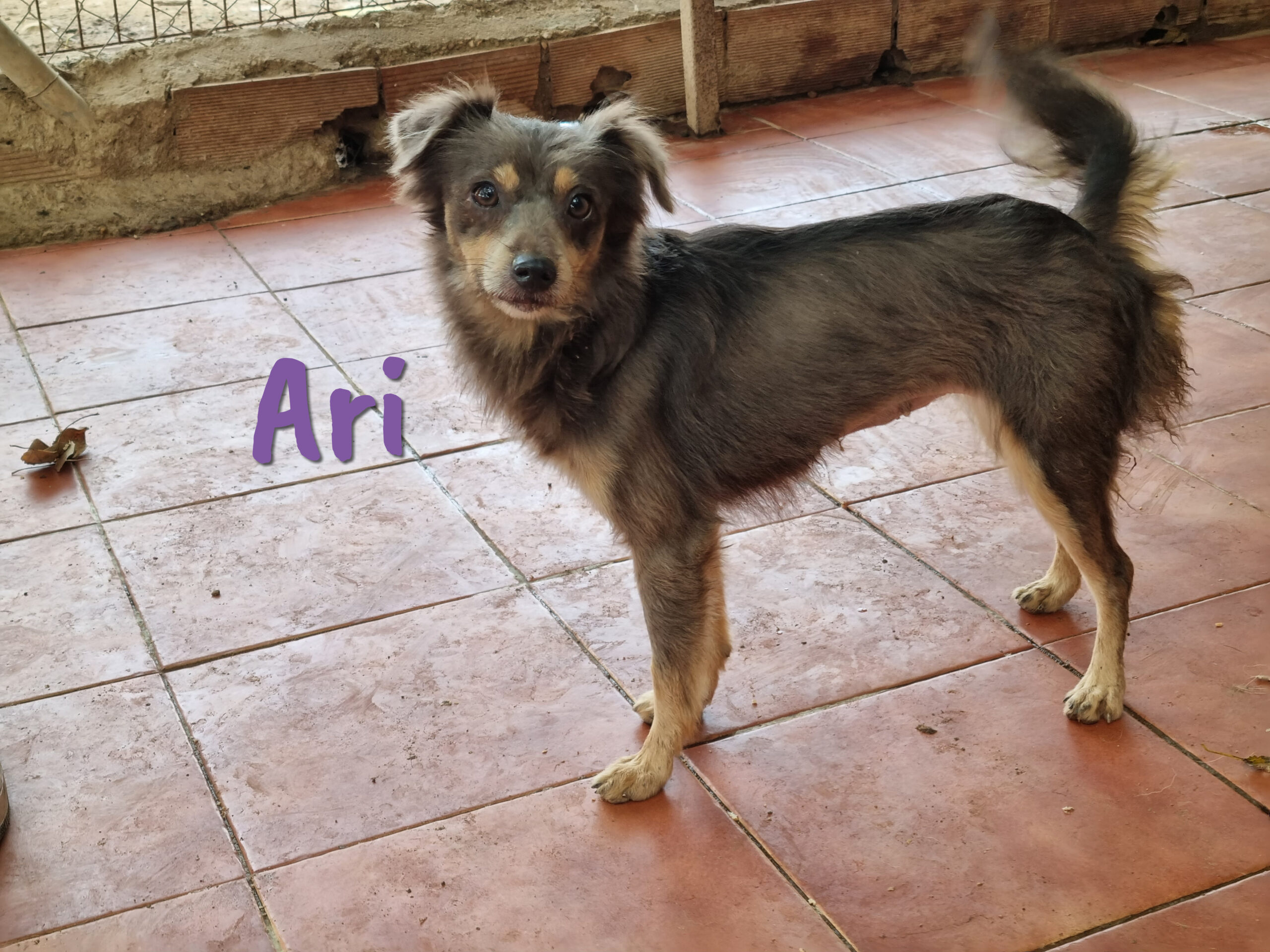 Ari » Tierschutzverein SOS-Dogs e.V.