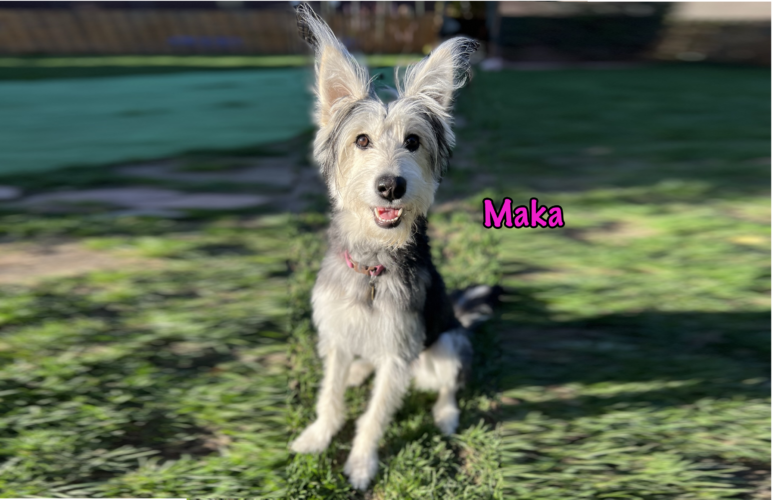 Maka » Tierschutzverein SOS-Dogs e.V.