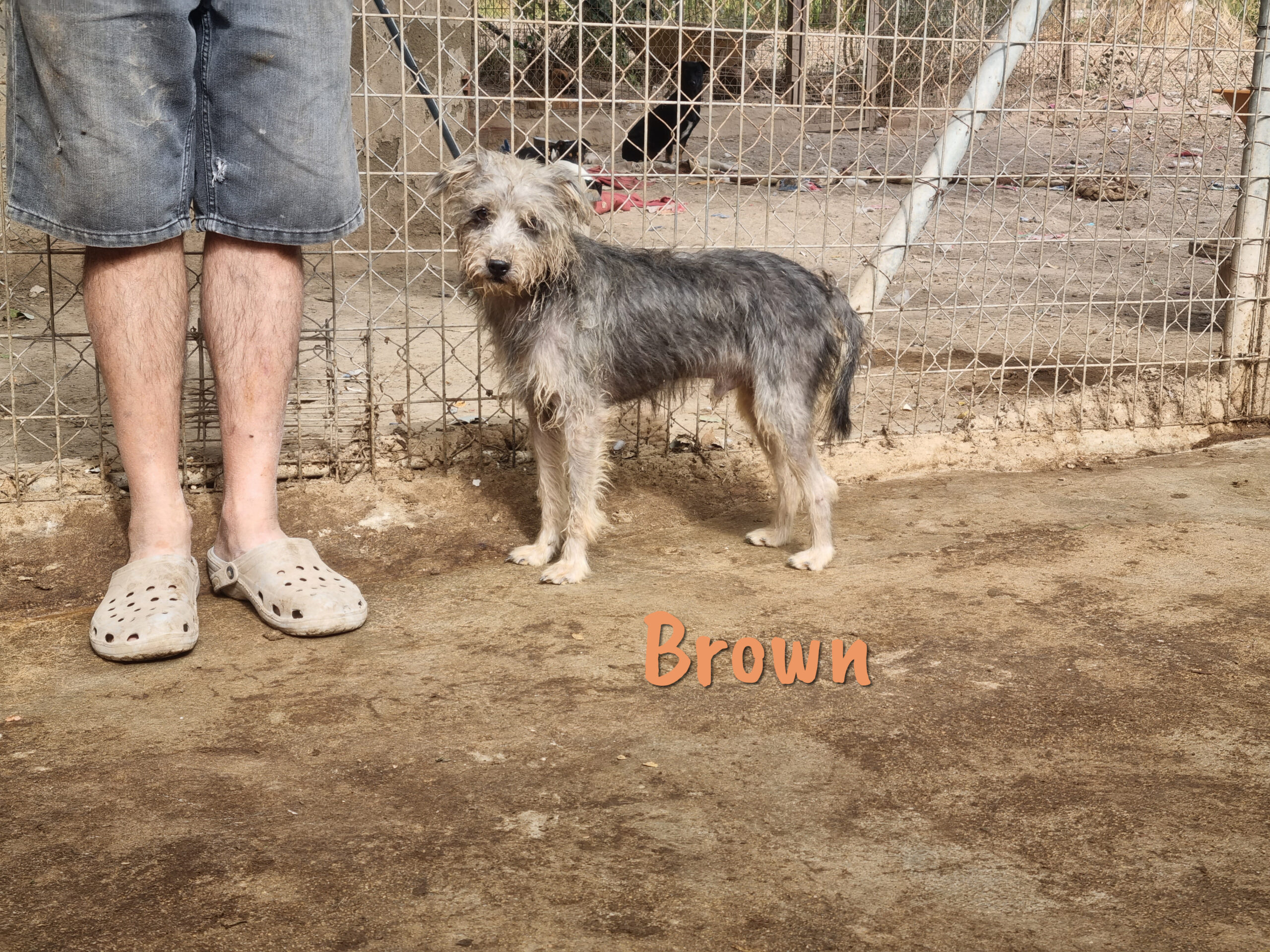 Brown » Tierschutzverein SOS-Dogs e.V.