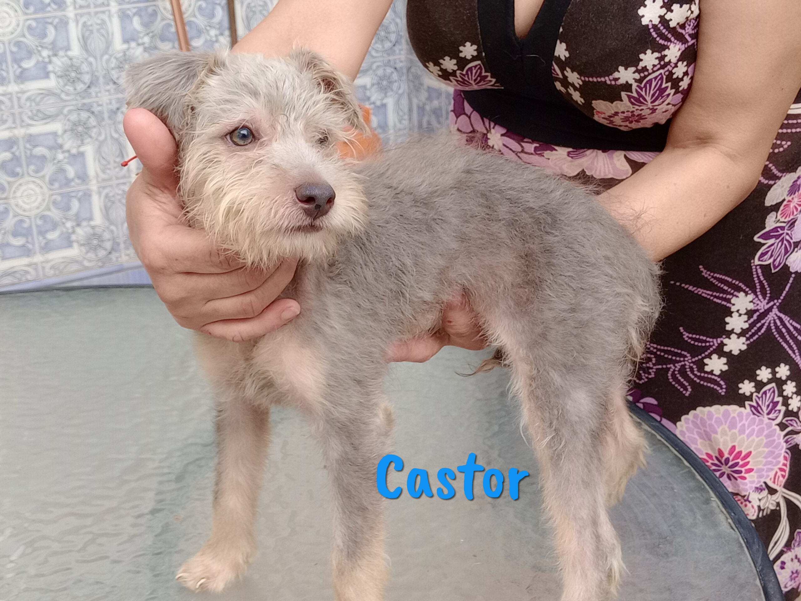 Castor » Tierschutzverein SOS-Dogs e.V.
