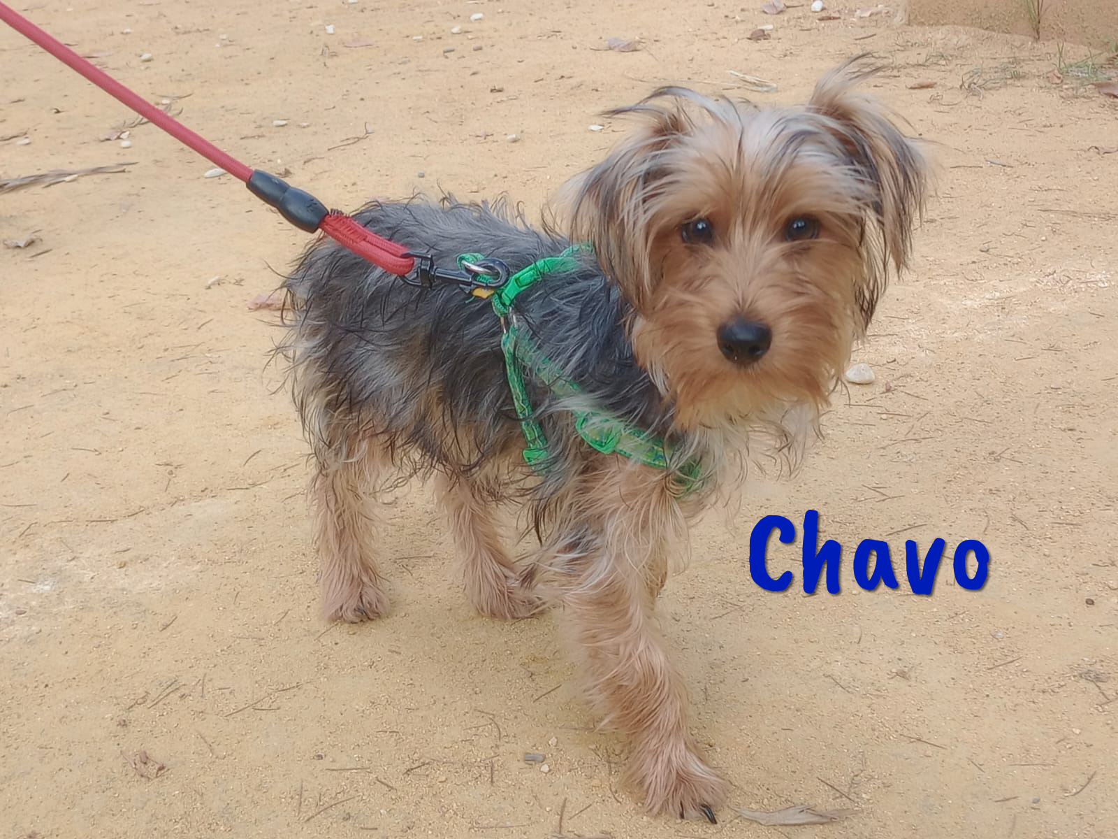 Chavo » Tierschutzverein SOS-Dogs e.V.