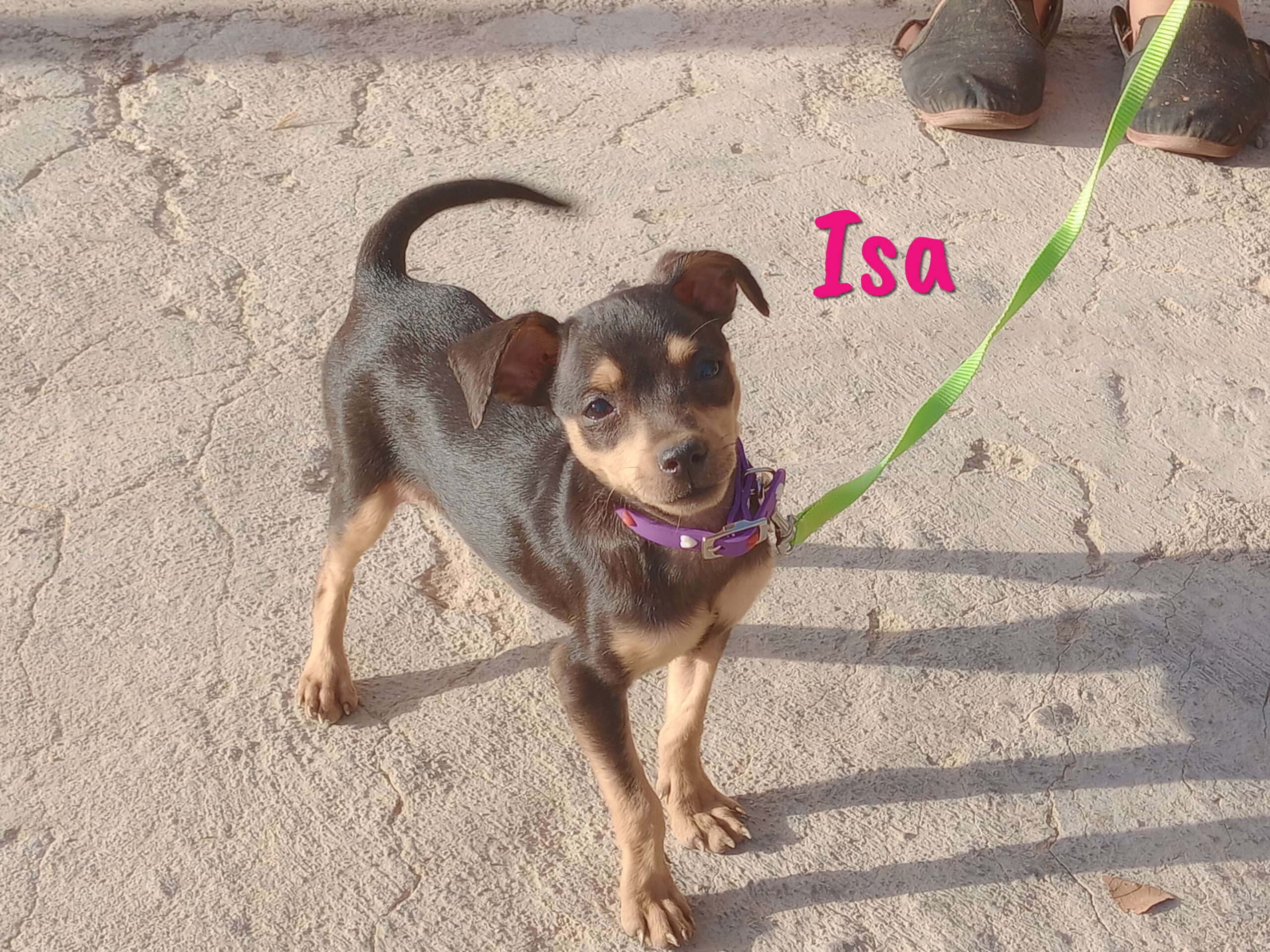 Isa » Tierschutzverein SOS-Dogs e.V.