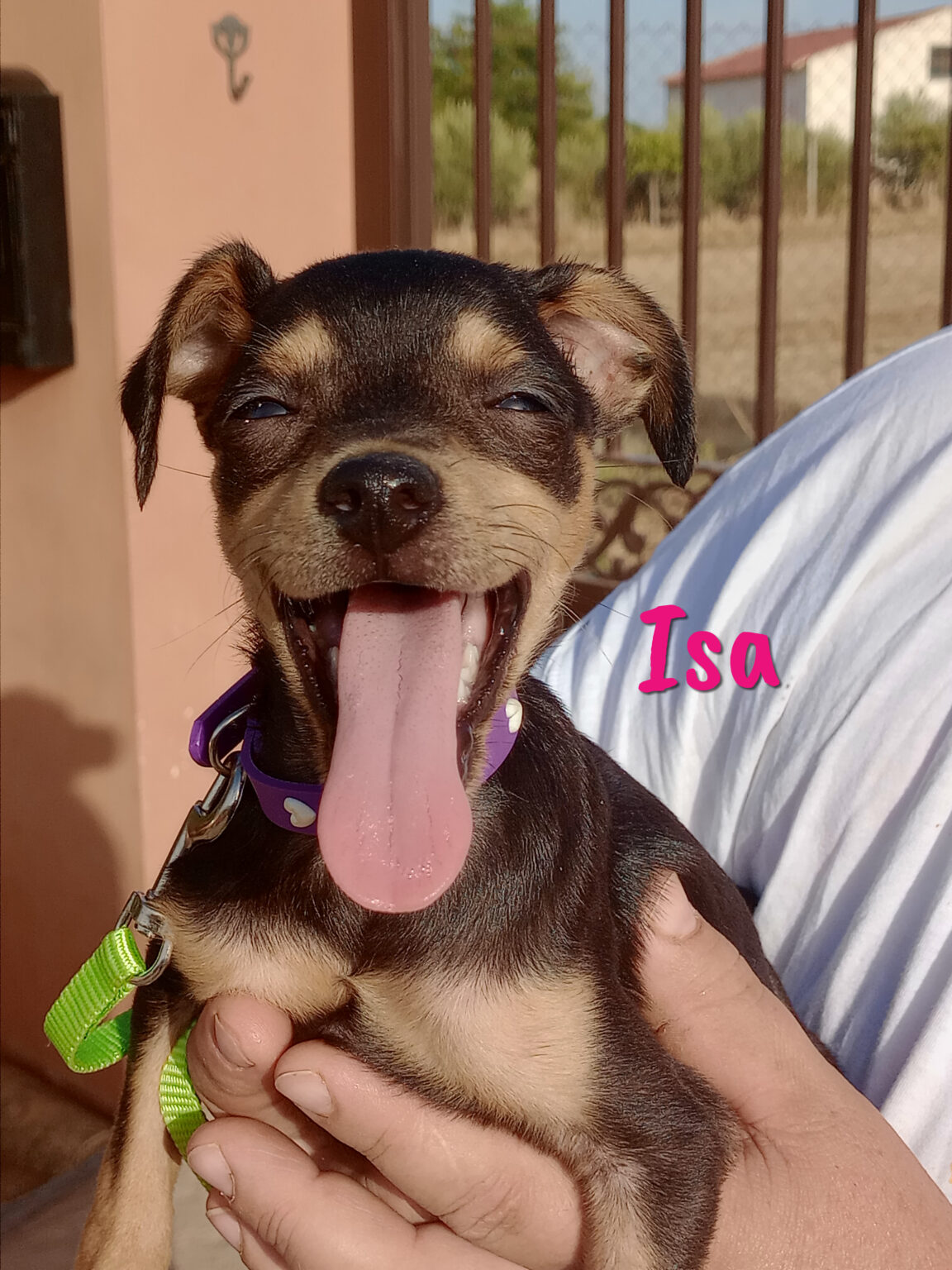 Isa » Tierschutzverein SOS-Dogs e.V.