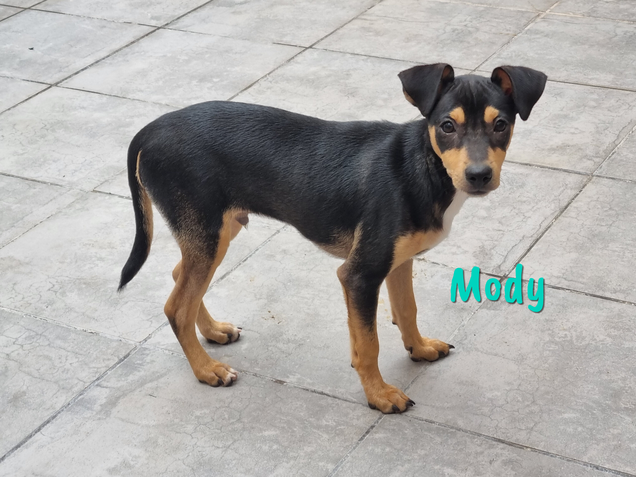 Mody » Tierschutzverein SOS-Dogs e.V.